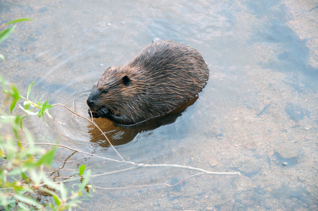 Decline of Rocky Mountain National Park’s wetlands is affecting ...