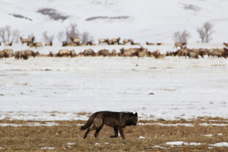 Federal warnings, bills attack Colorado’s gray wolf recovery ...