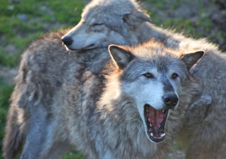 Federal warnings, bills attack Colorado’s gray wolf recovery ...