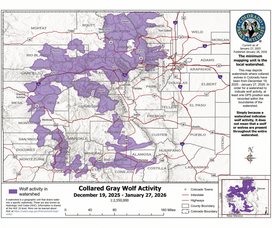 Colorado’s wolves press into southeast counties in February | SkyHiNews.com