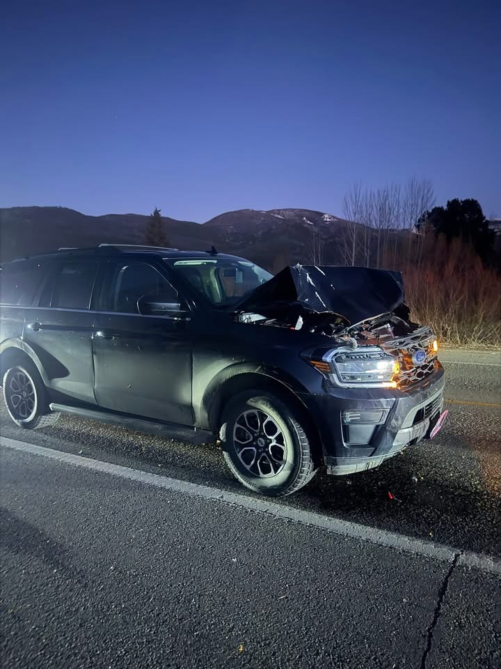 Moose collides with musician driving home from Rocky Mountain National ...