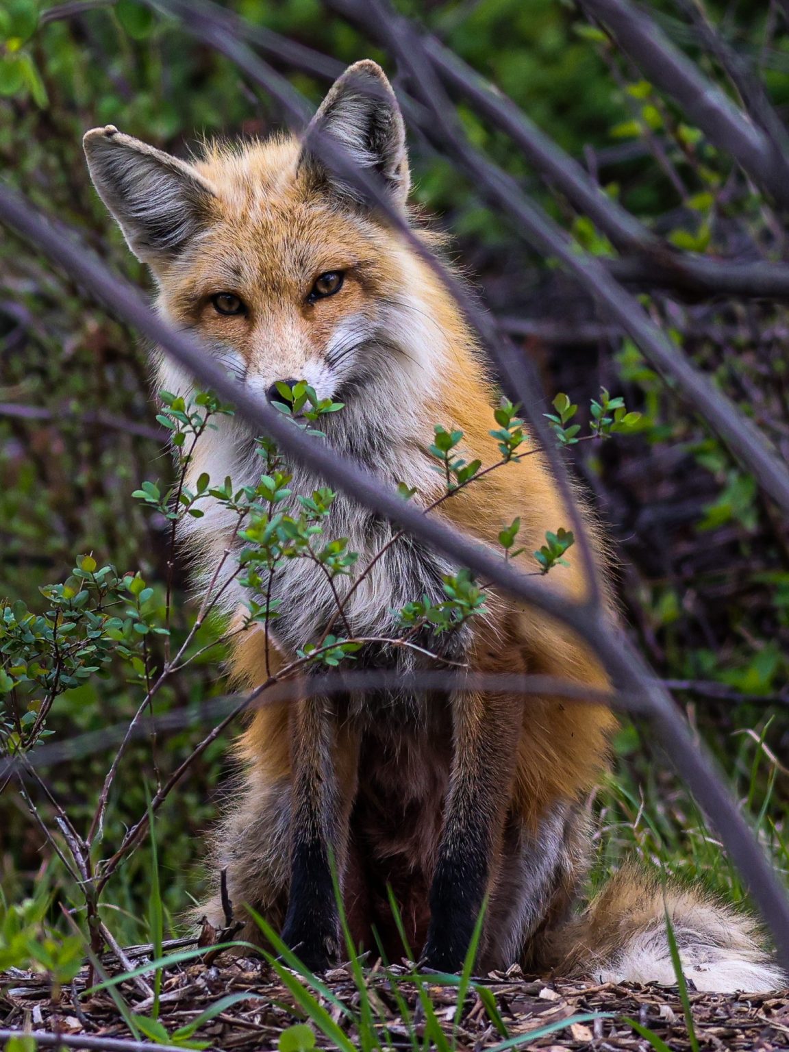 Colorado Parks and Wildlife asks for public comment on possible ...