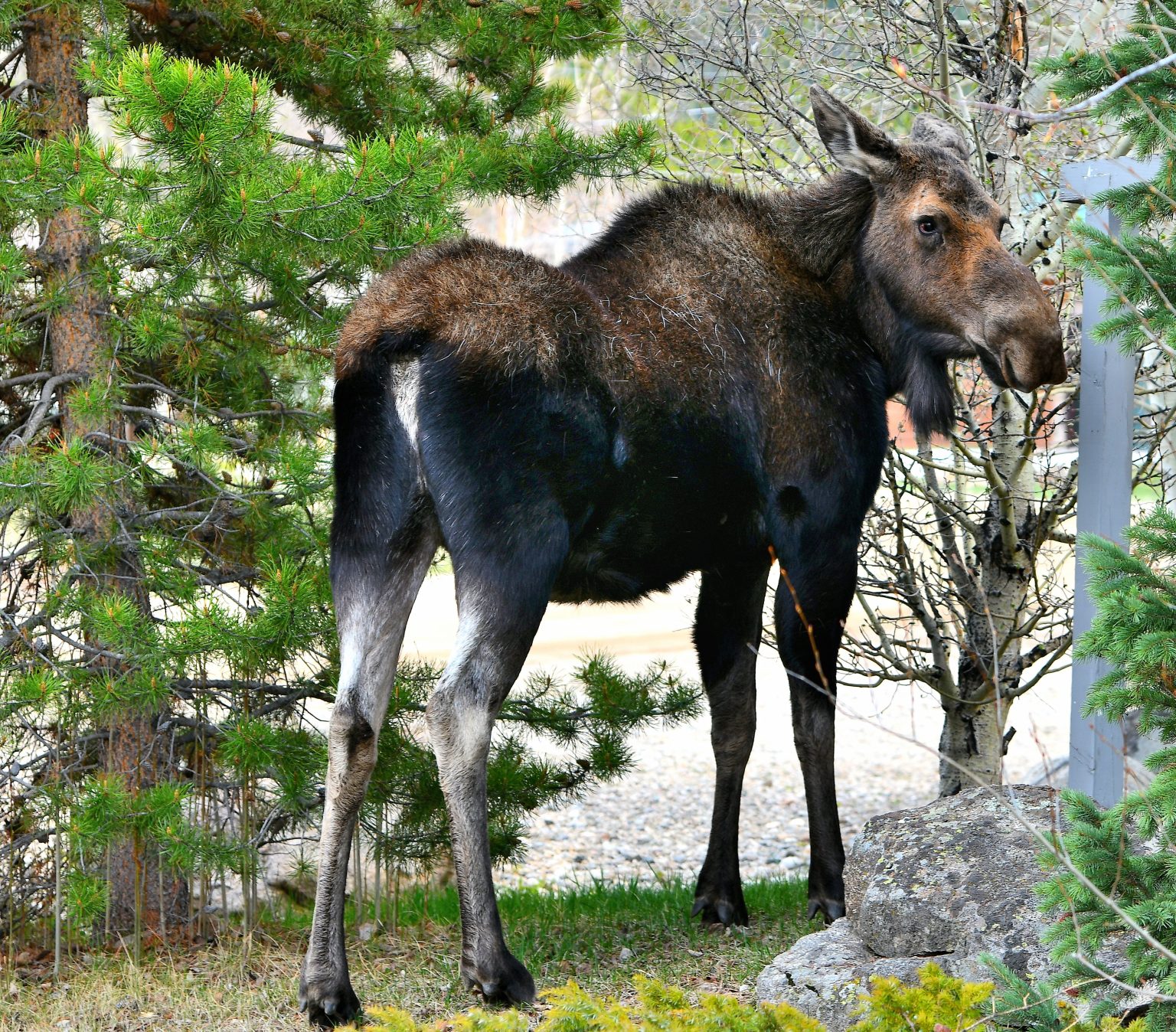 PHOTO: Moose on the loose in Grand Lake | SkyHiNews.com