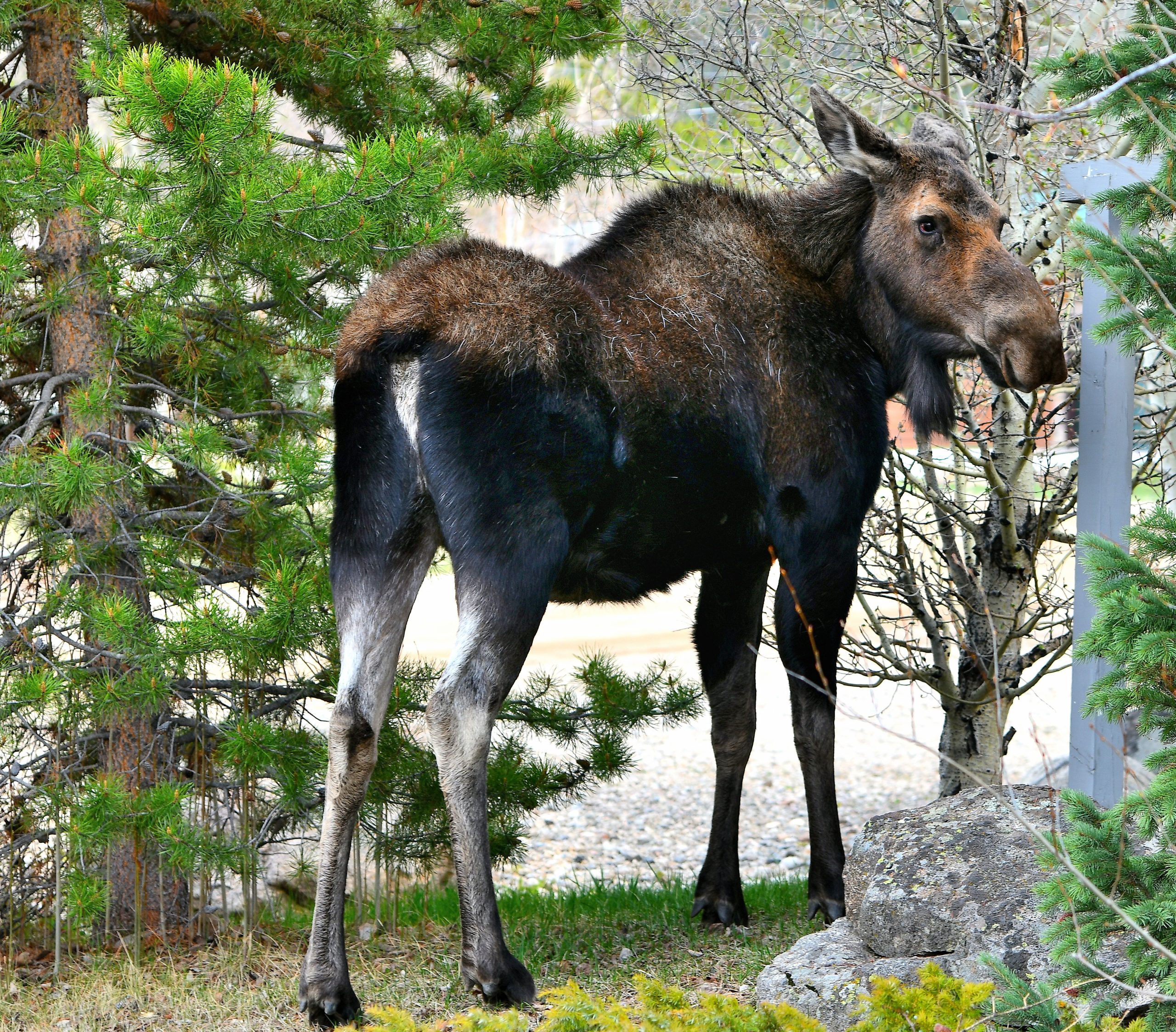 Moose encounter near Winter Park prompts wildlife safety reminder ...