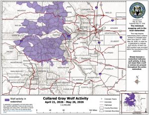Colorado wolves expand activity around central mountains, May map shows ...