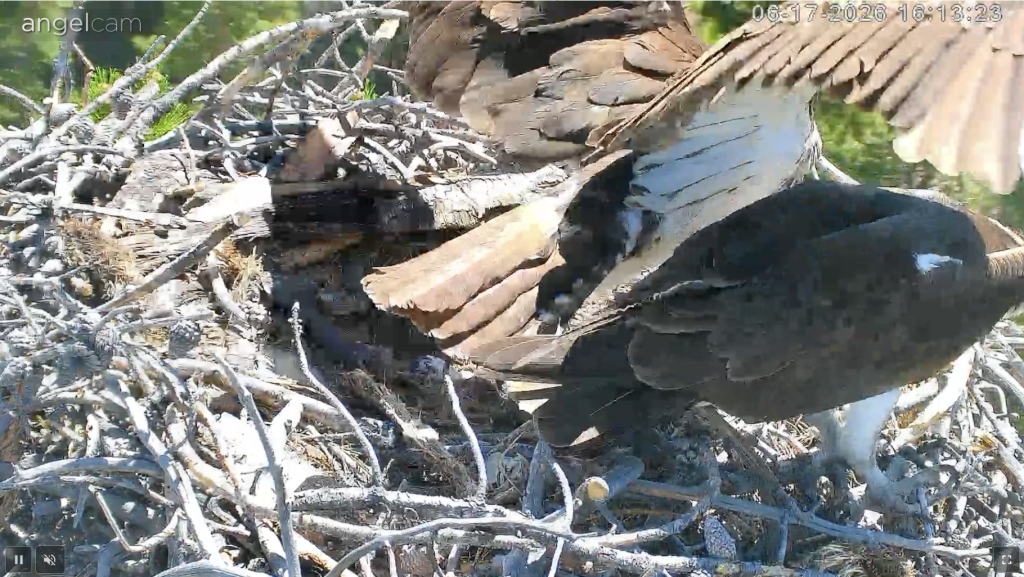 First livestreamed osprey chick hatches | SkyHiNews.com