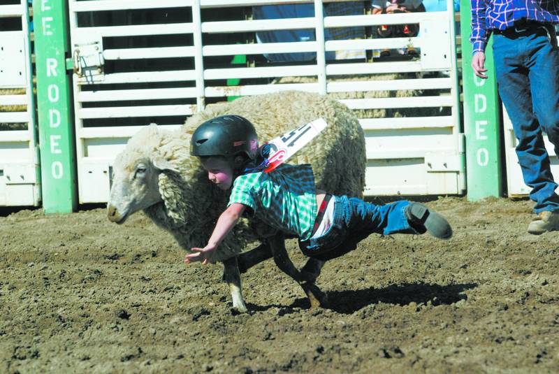 Mutton bustin’: A wild and woolly ride | SierraSun.com