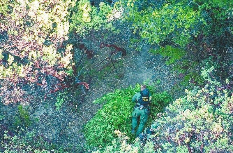 Task force targets Yuba River pot garden | SierraSun.com
