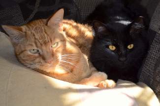 Toree’s Stories: Many Tahoe cats looking for a home | SierraSun.com