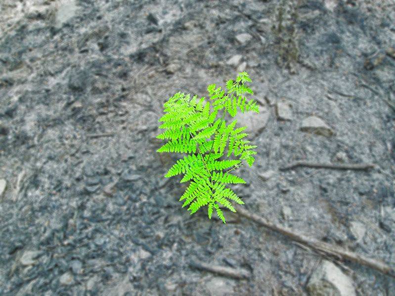 From fire to ferns: Forest is expected to thrive | SierraSun.com