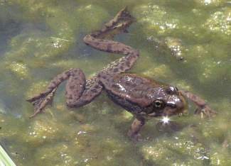 Endangered species listing for Sierra Nevada frogs sparks controversy ...
