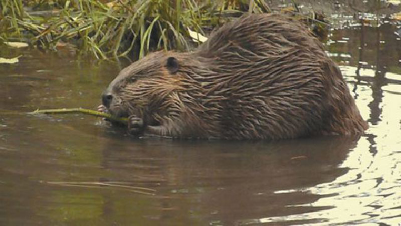 Beaver removal update: They were hunted, not trapped | SierraSun.com