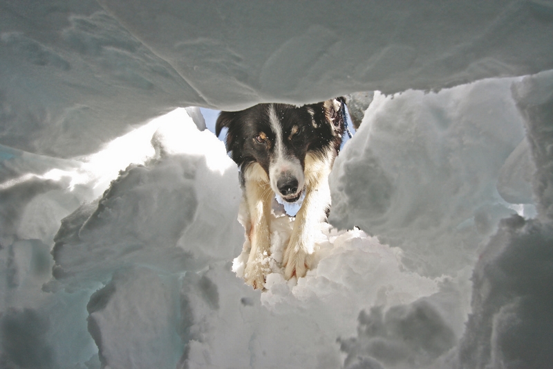 A nose for rescue | SierraSun.com