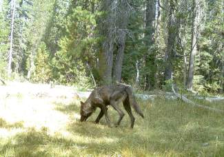 California releases long-awaited gray wolf conservation plan ...
