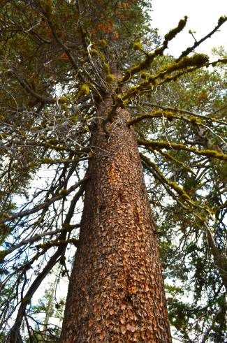 Explore Tahoe: How well do you know the Sierra’s most common trees ...