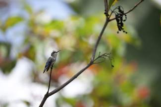 Toree’s Stories: Spotting the smallest of birds at Lake Tahoe ...