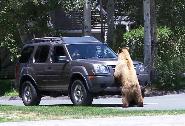 Chief’s Corner: Sharing Lake Tahoe with bears, other wildlife ...