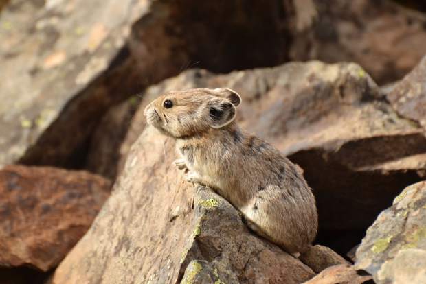 Scientists blame climate change for loss of pikas in Lake Tahoe ...