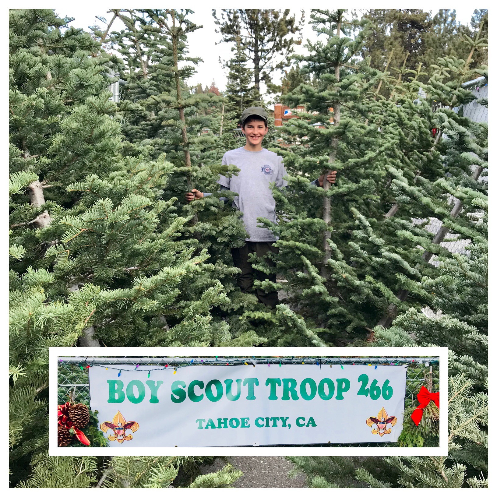 Boy Scouts selling Christmas trees in Tahoe City | SierraSun.com