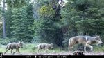 Gray wolf returns to Nevada County | SierraSun.com