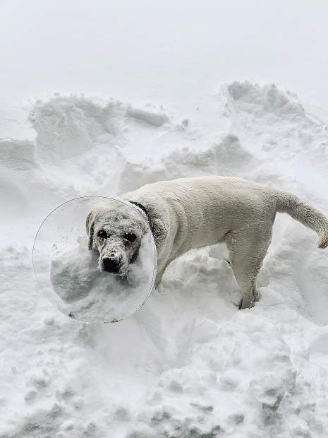 Sun Snapshots: Snow day! | SierraSun.com