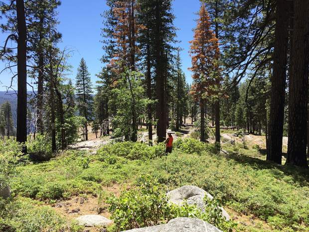 Extreme wildfires are transforming Sierra Nevada forestlands into ...