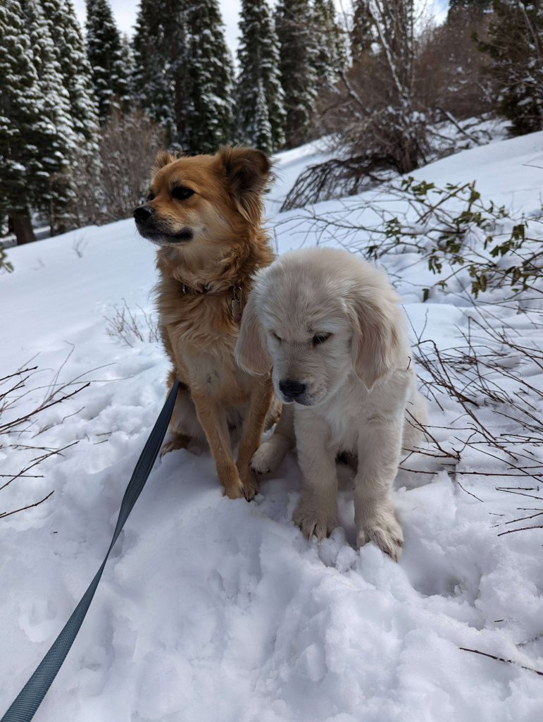 Sun Snapshots: Snow dogs | SierraSun.com