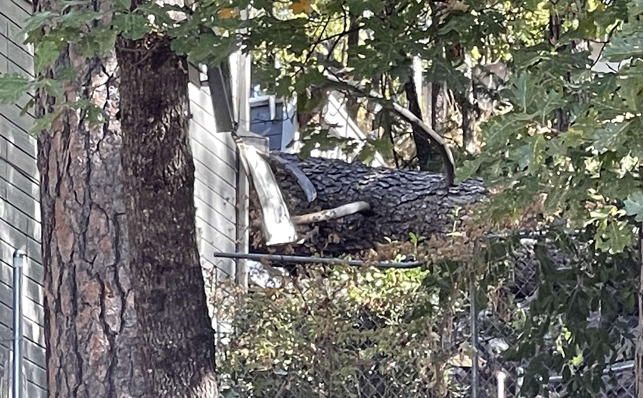 Tree falls into building, traps person inside | SierraSun.com