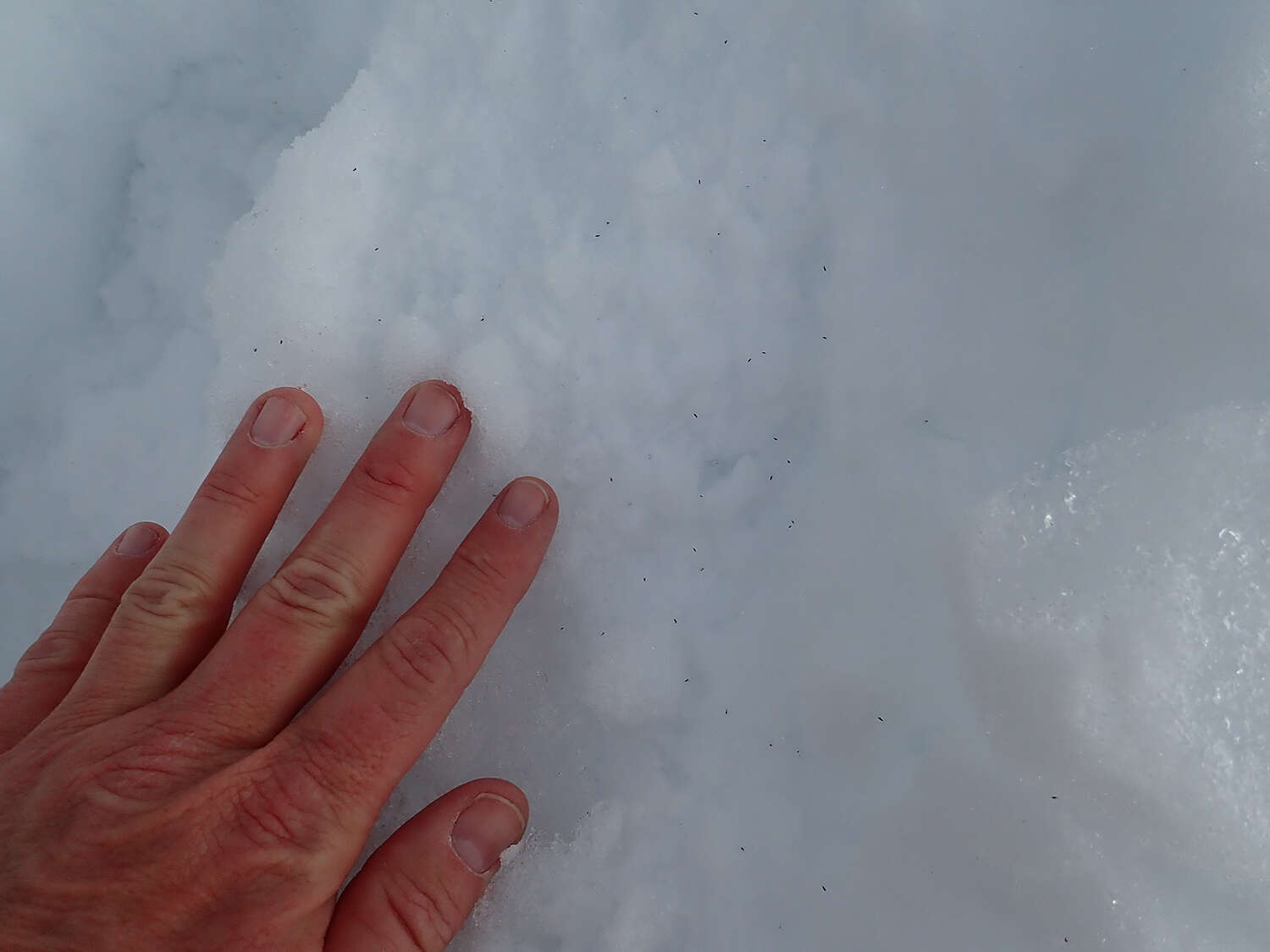 Even in winter bugs are out at Lake Tahoe | SierraSun.com