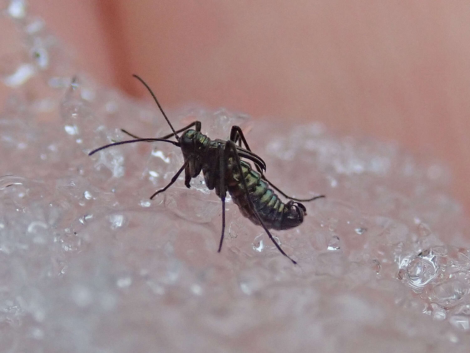 Even in winter bugs are out at Lake Tahoe | SierraSun.com