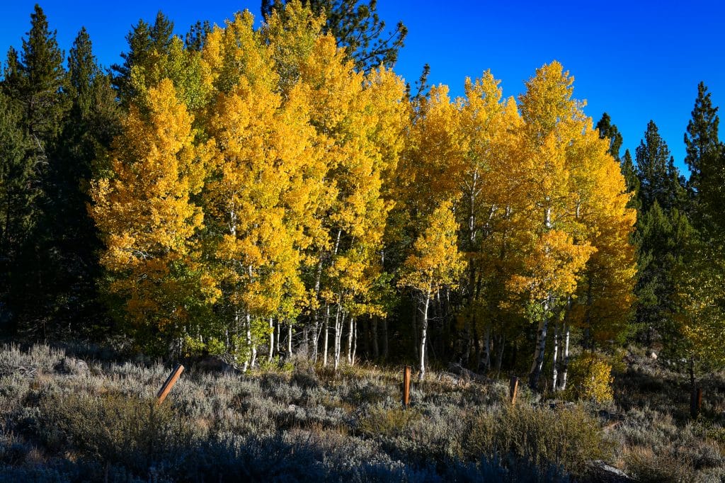 Falling for autumn: Colors pop as temperatures drop | SierraSun.com