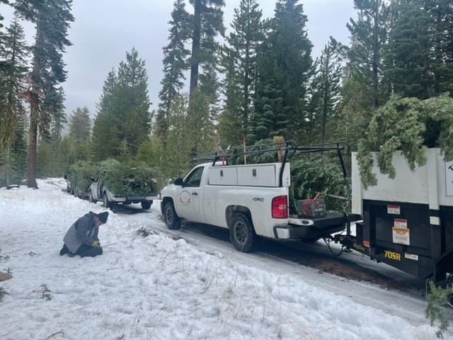 Truckee Christmas tree lot supports local youth | SierraSun.com