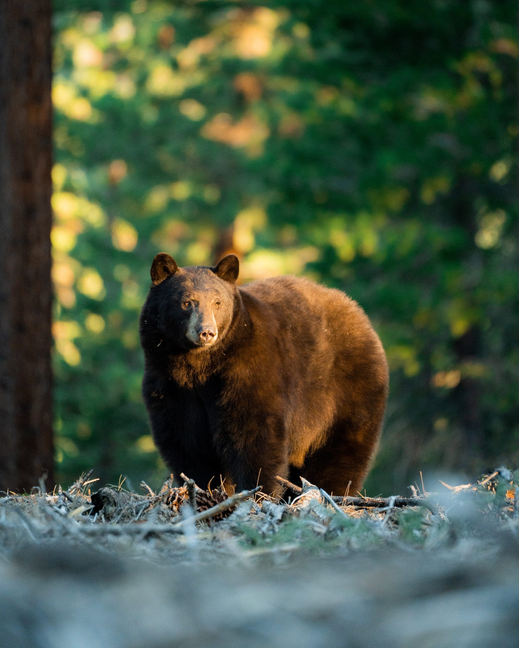 ‘The Backyard Bear’: Truckee local spends summer capturing footage of ...