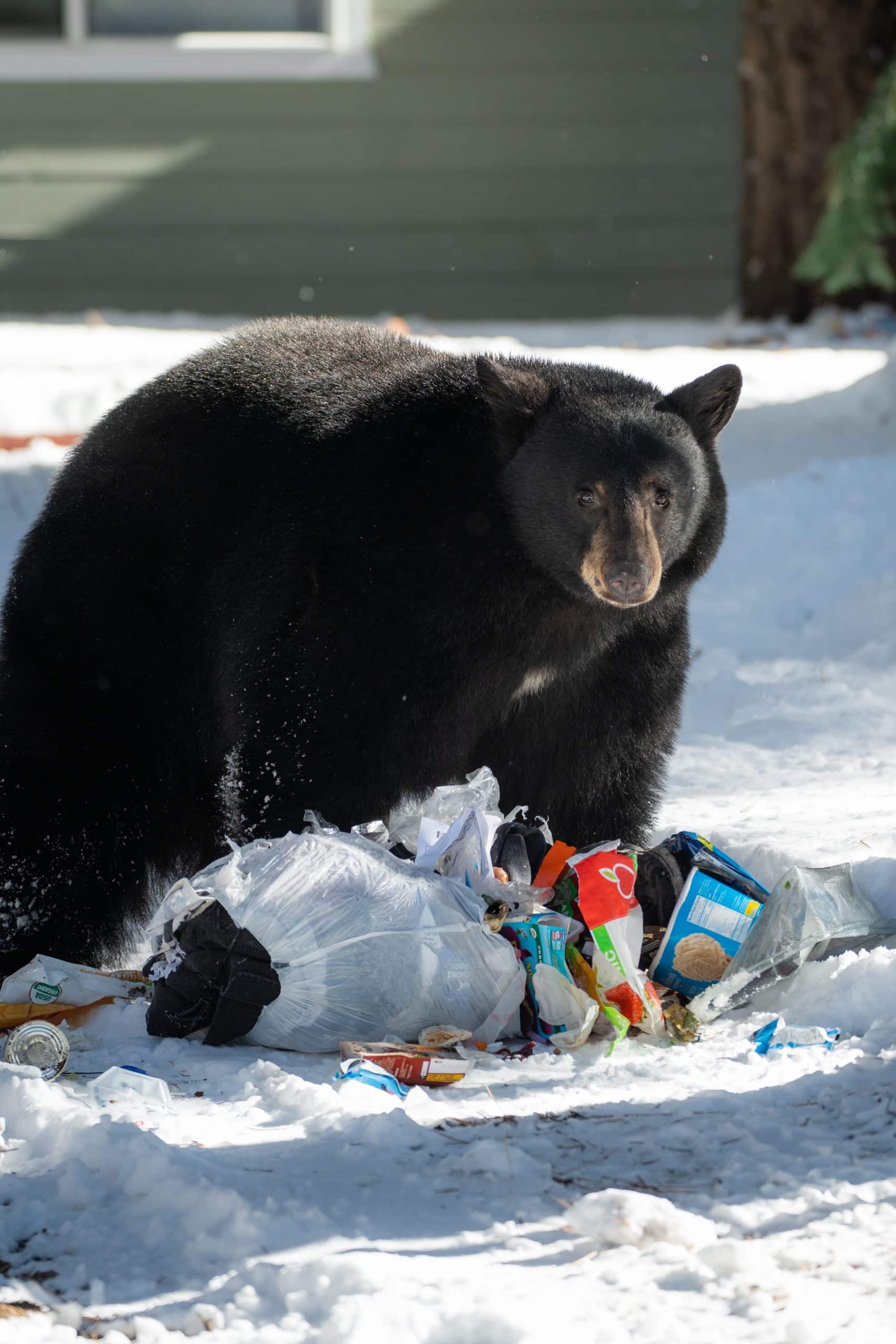 ‘The Backyard Bear’: Truckee local spends summer capturing footage of ...