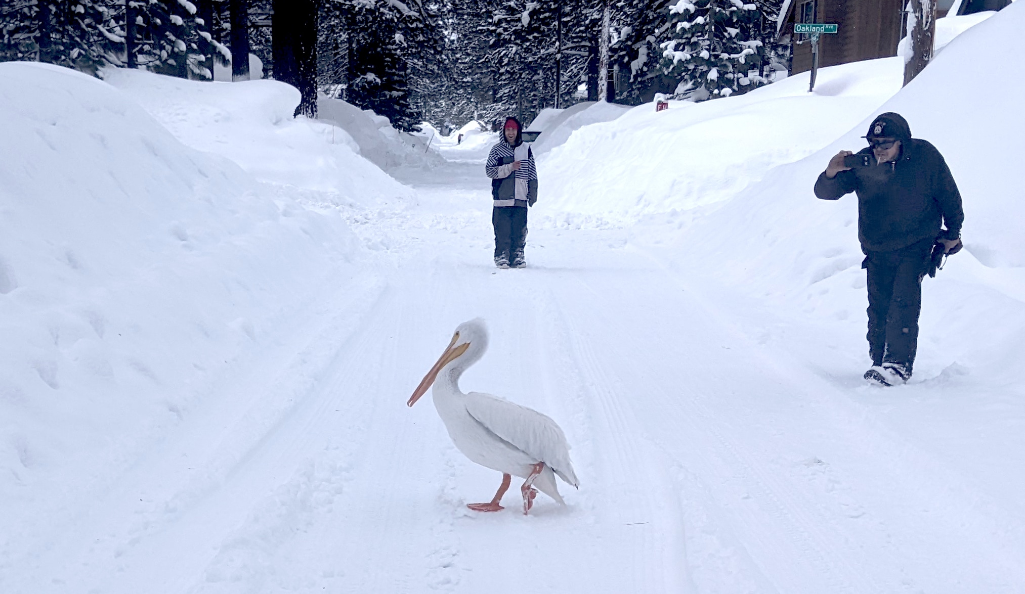 Pelicans often spotted in Tahoe/Truckee; one grounded by weather ...