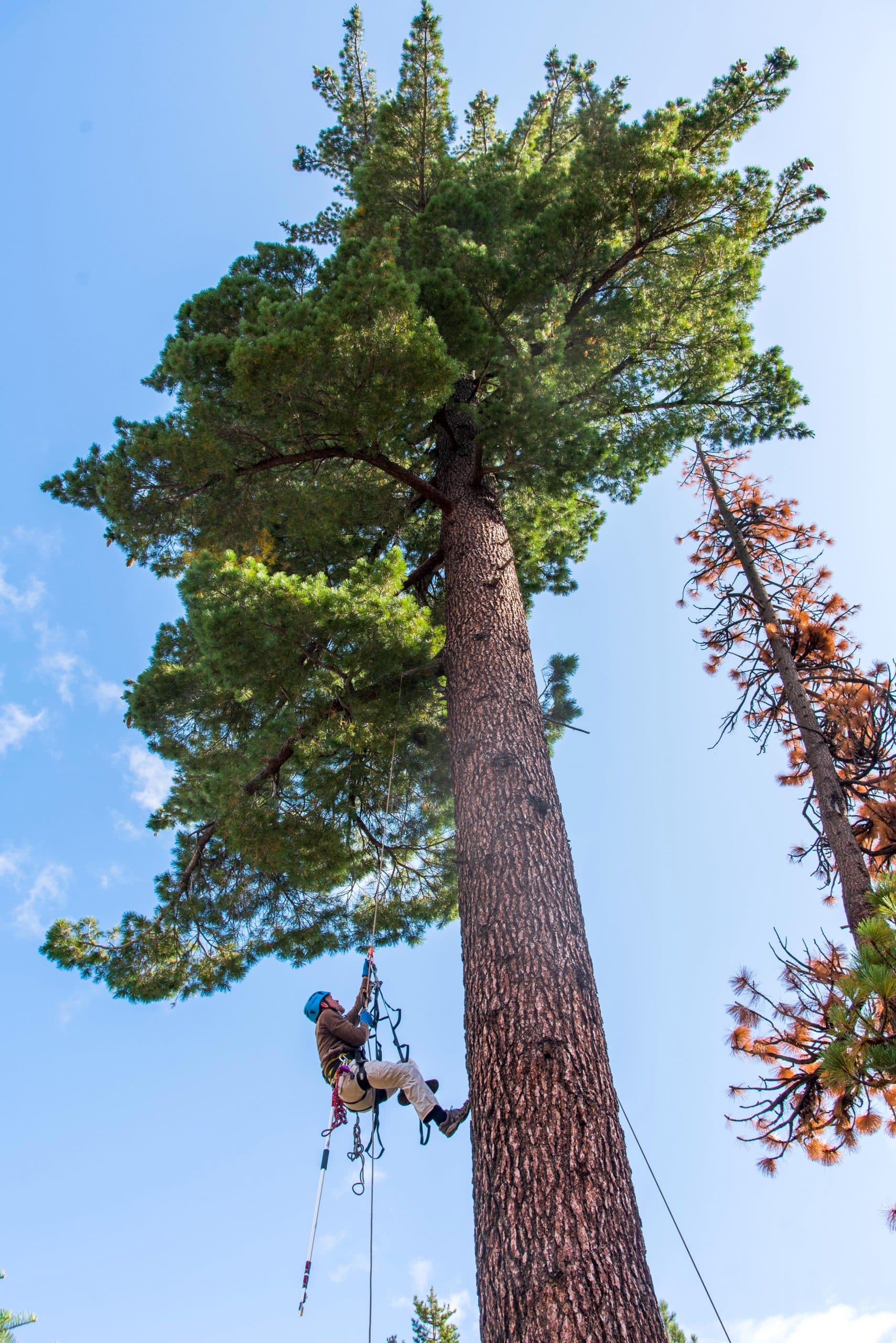 Save the sugar pines: Reviving Tahoe’s struggling forests is a group ...