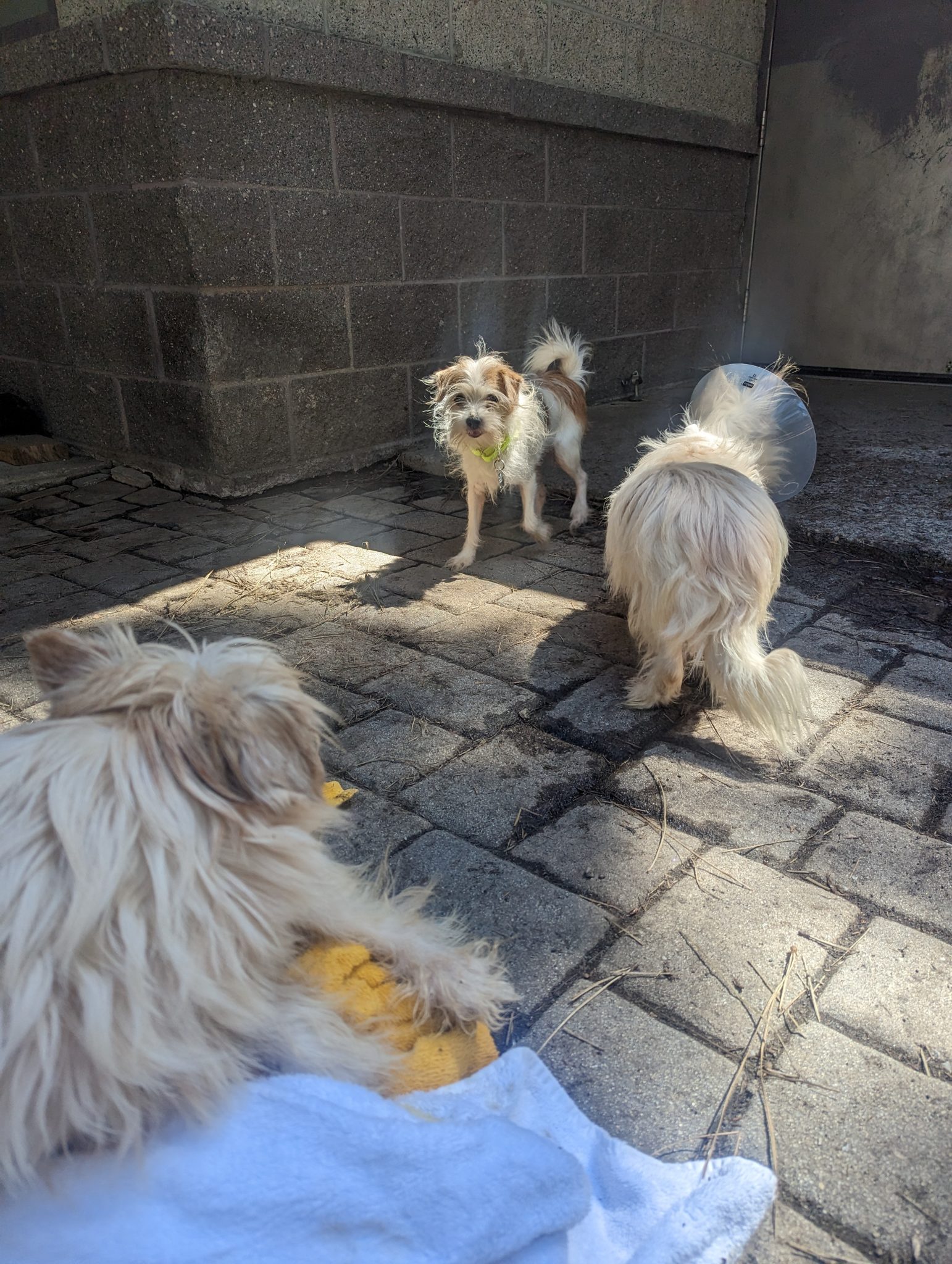 Local shelter asked experienced volunteers to raise spirits of rescue ...