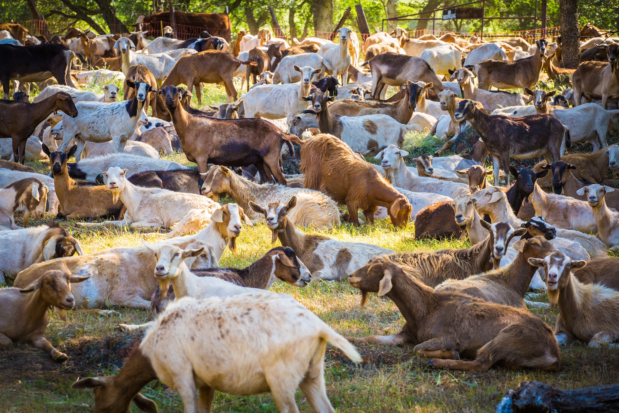 Tahoe National Forest proposes 2,000-acre targeted grazing project to ...