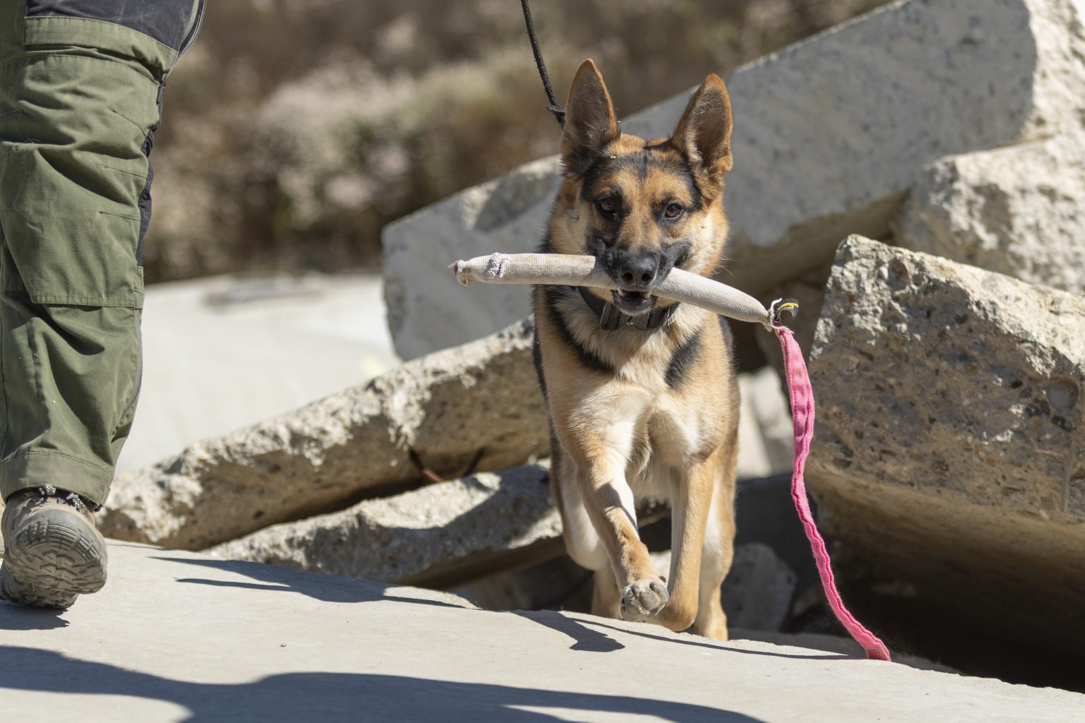 Greta the Great: From stray to hero | SierraSun.com