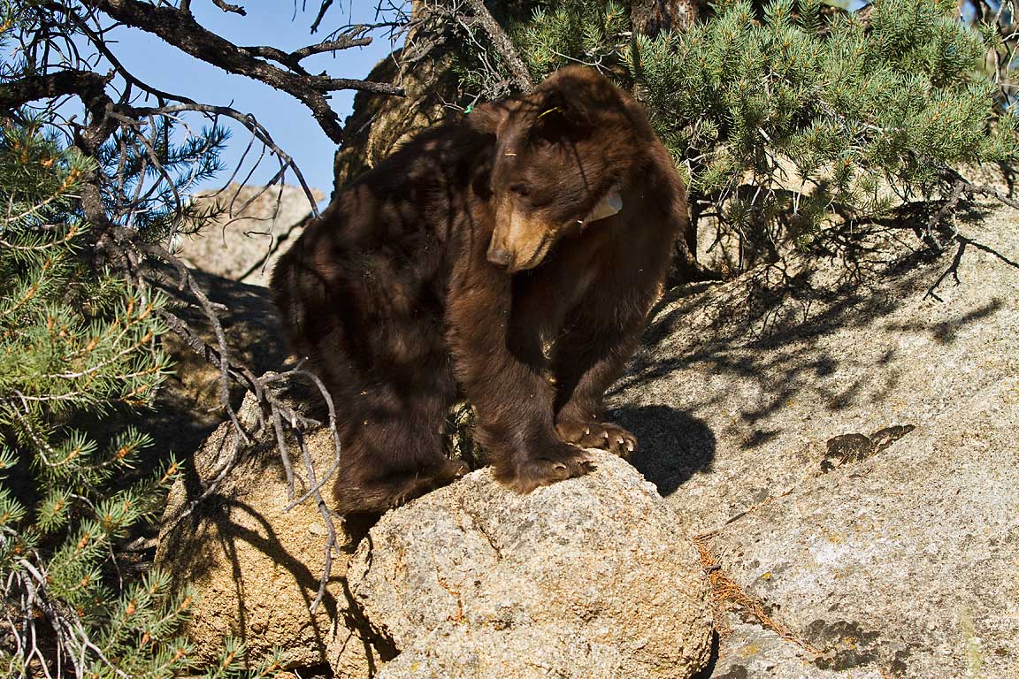 How do bears select spots for winter dens? New research provides ...