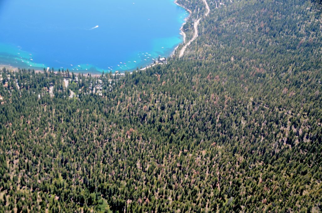 Tree mortality surveys are out: What they mean for Lake Tahoe ...