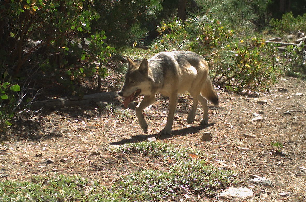 Wolf pack confirmed 50 miles north of Lake Tahoe | SierraSun.com