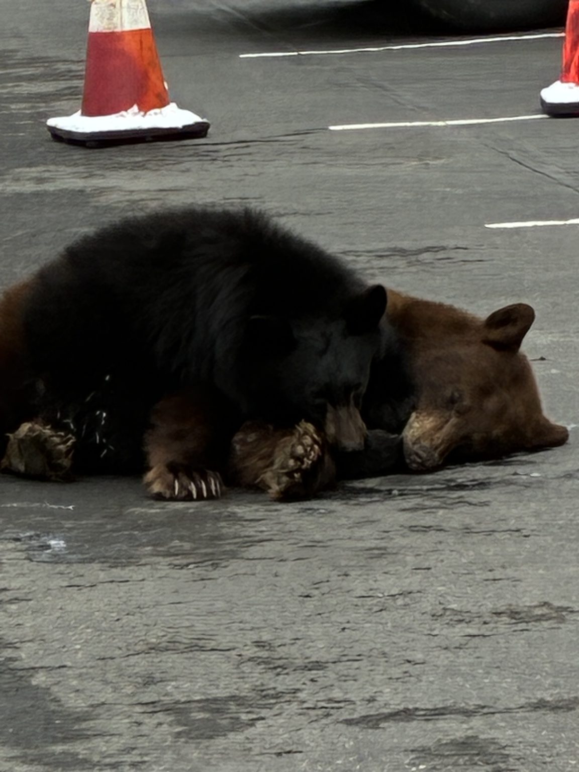 Injured bear euthanized days after removal from apartment parking lot ...