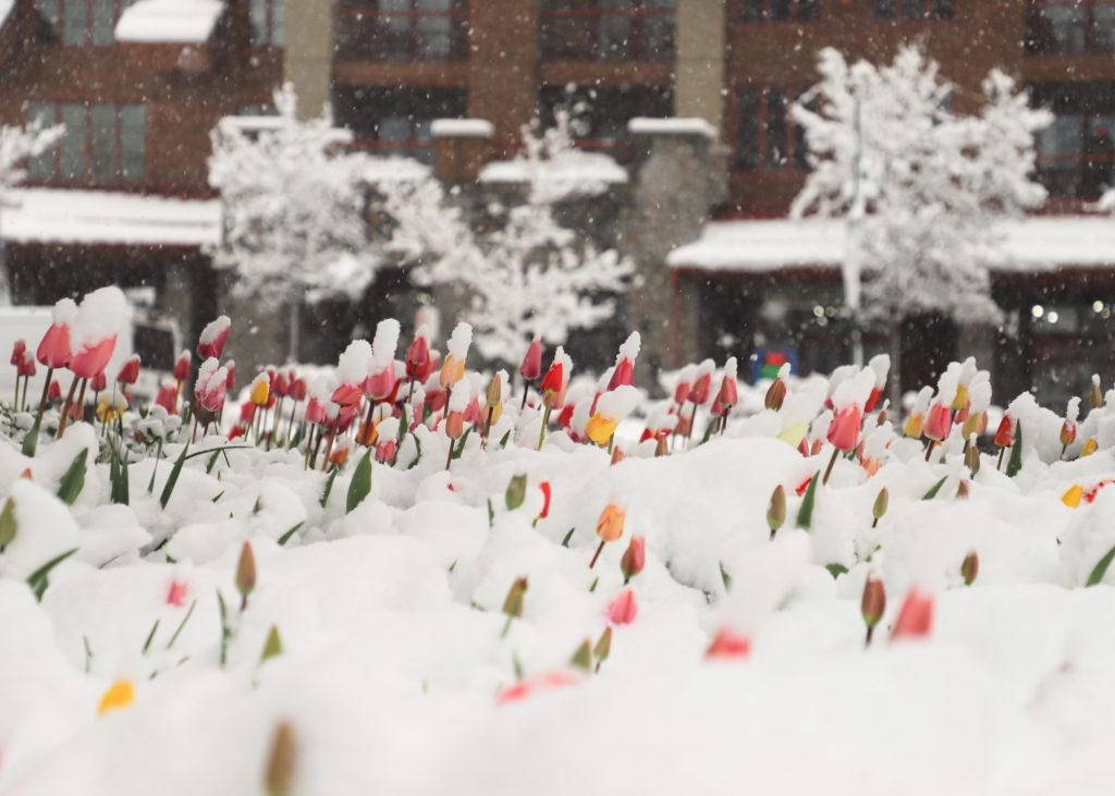 Apres April: Winter is over but snow keeps falling | SierraSun.com