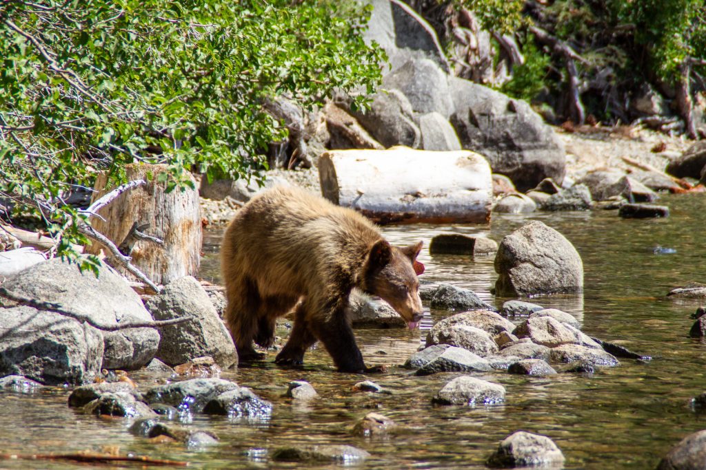 Hazing bears helps minimize conflict, according to CDFW and BEAR League ...