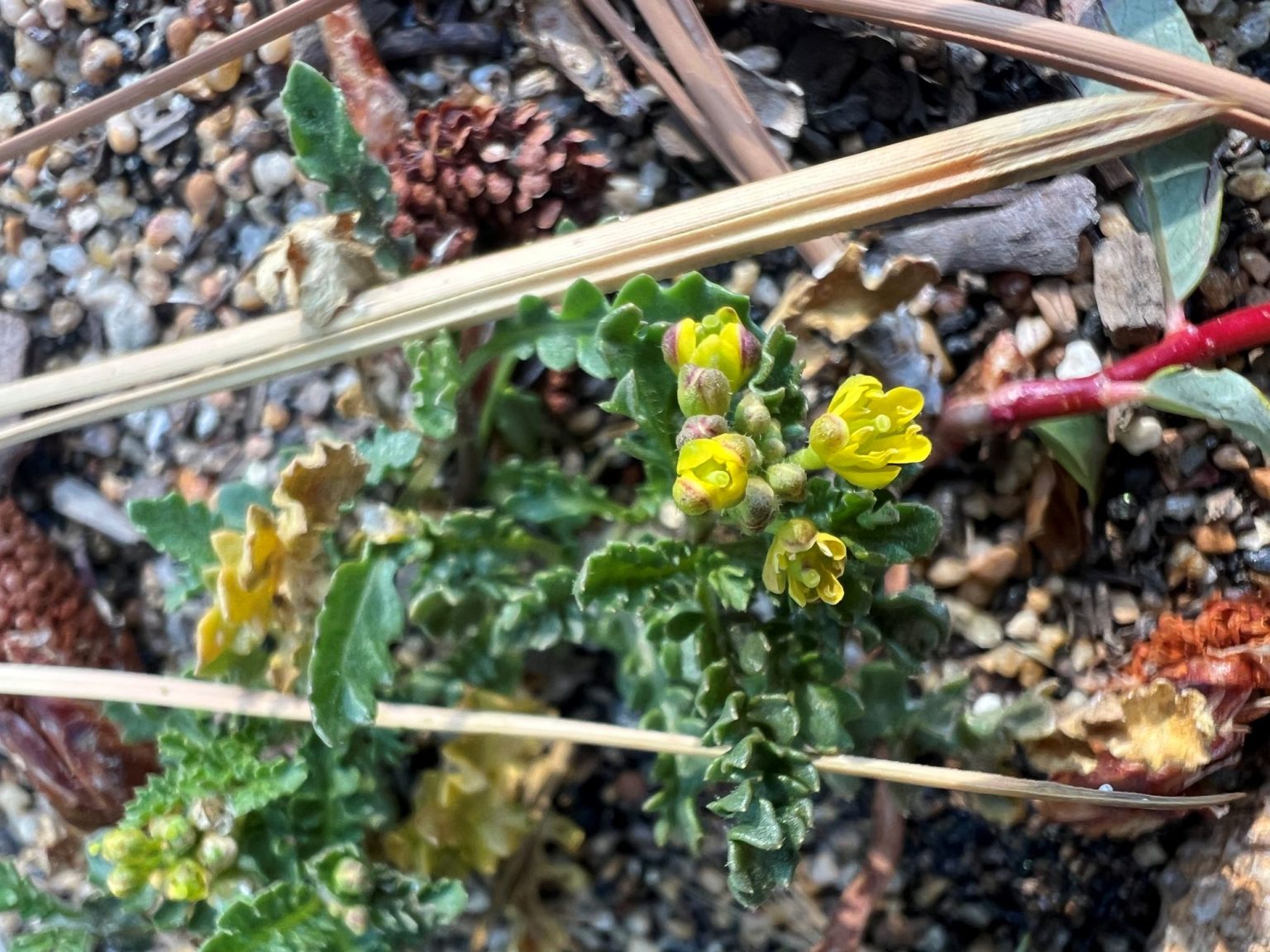Annual survey provides key insights into status of Tahoe Yellow Cress ...