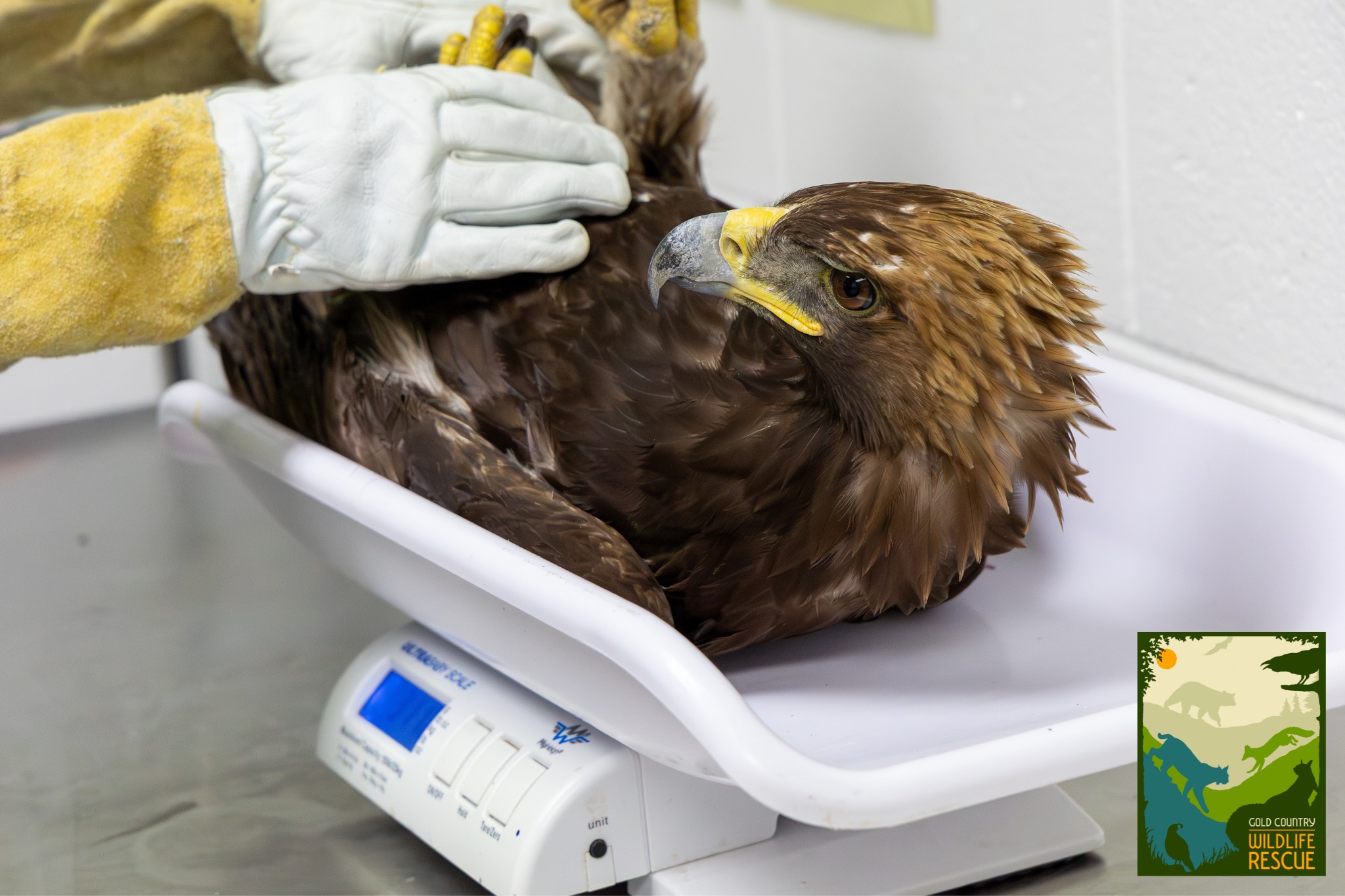 From rescue to recovery: Truckee’s bald eagle shows steady progress in ...