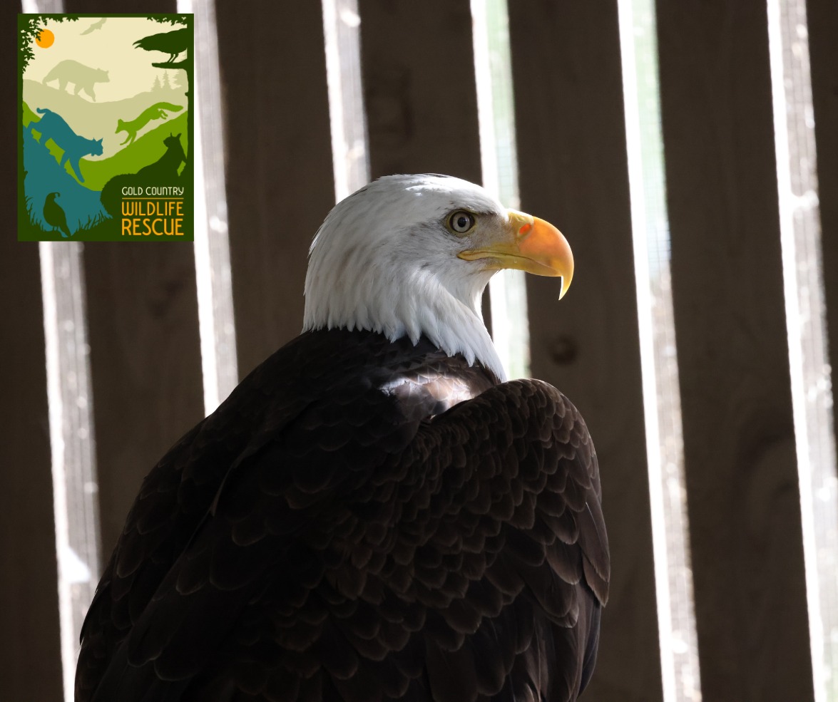 From rescue to recovery: Truckee’s bald eagle shows steady progress in ...