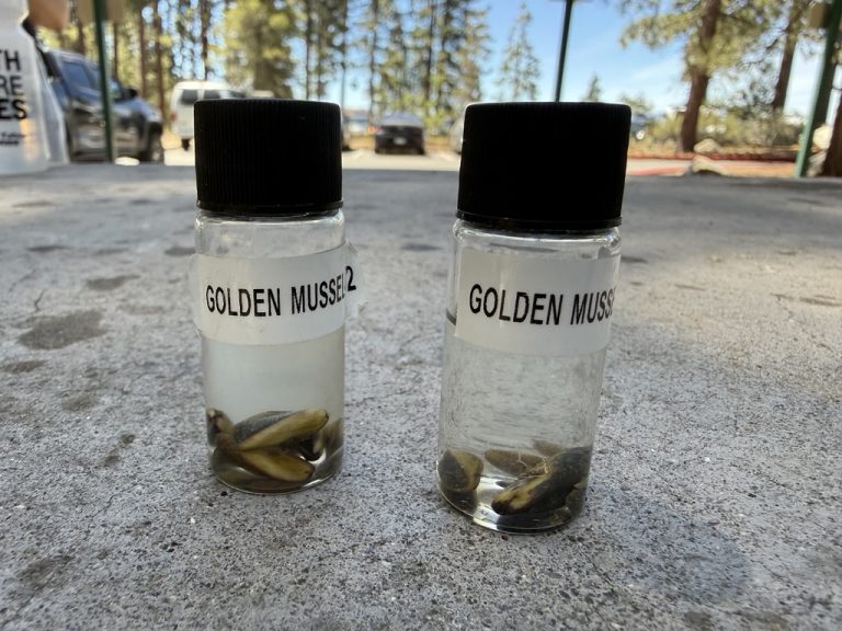 Golden mussels intercepted at Meyers watercraft inspection station ...