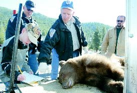 Carl Lackey appears to be Nevada’s ‘Bear Man’ | TahoeDailyTribune.com